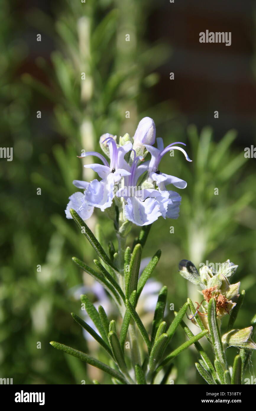 Purple flower of Rosemary 'Rosmarinus officinalis' Stock Photo - Alamy