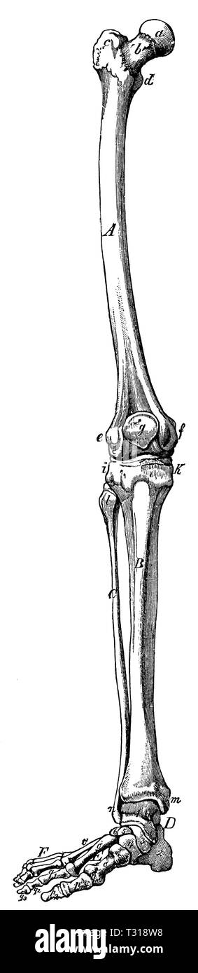 Human: Skeleton of the right leg, anonym Stock Photo - Alamy