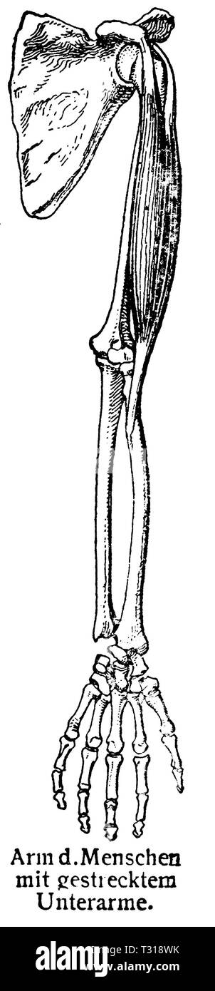 Human arm Black and White Stock Photos & Images - Alamy