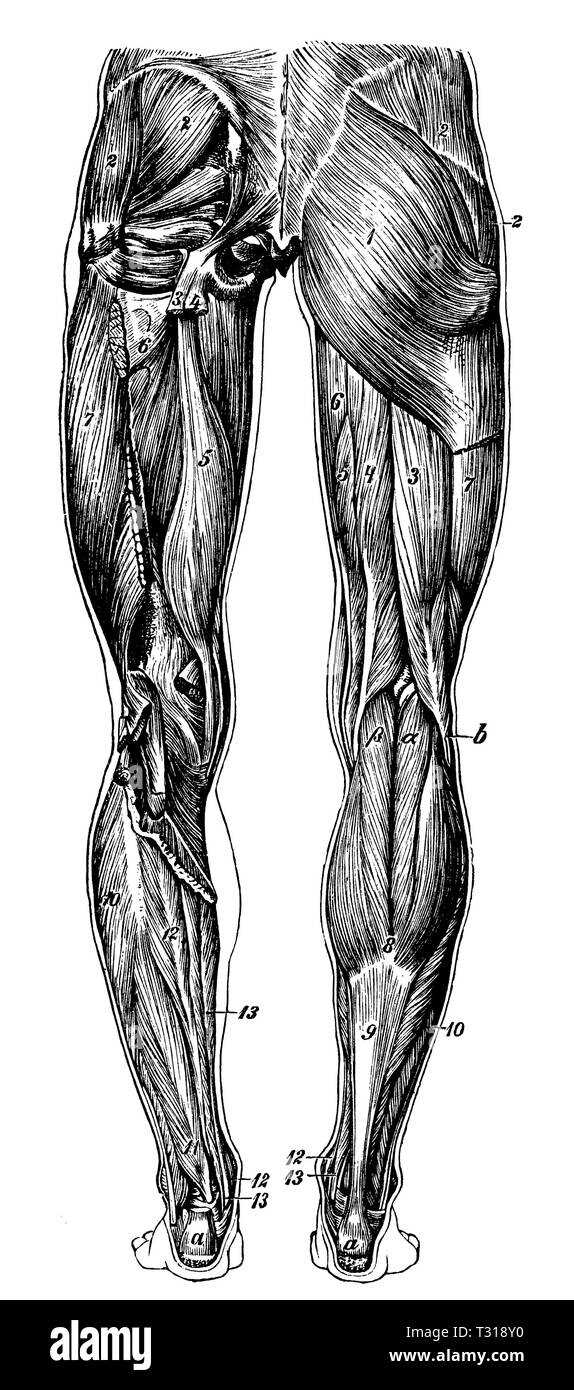 Humans: Musculature of the lower body, from behind, anonym Stock Photo ...