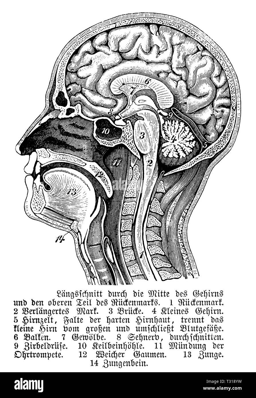 Human: brain, longitudinal section, anonym Stock Photo - Alamy