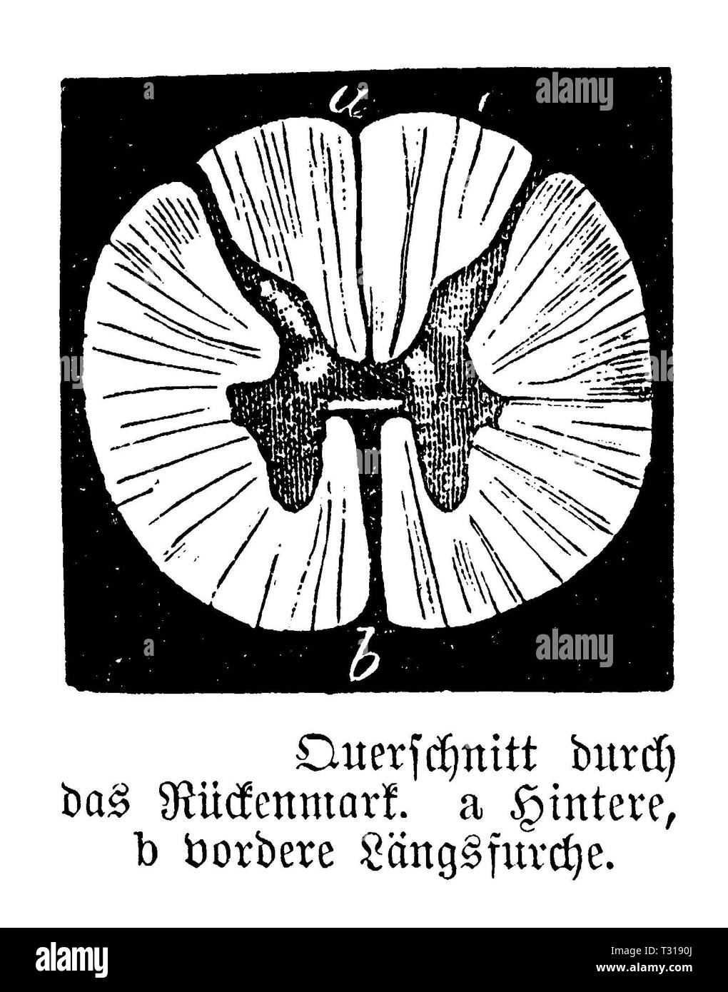 Spinal Nerve Cross Section