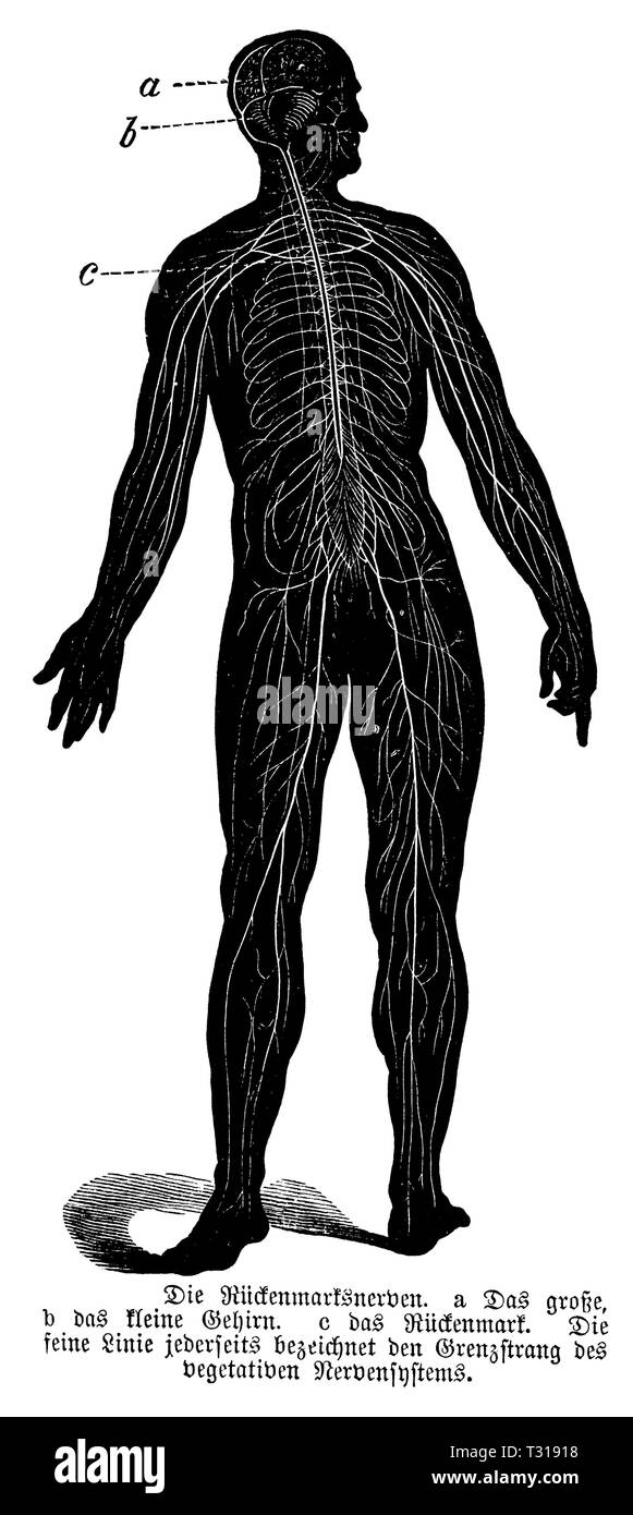 Spinal nerves Black and White Stock Photos & Images - Alamy