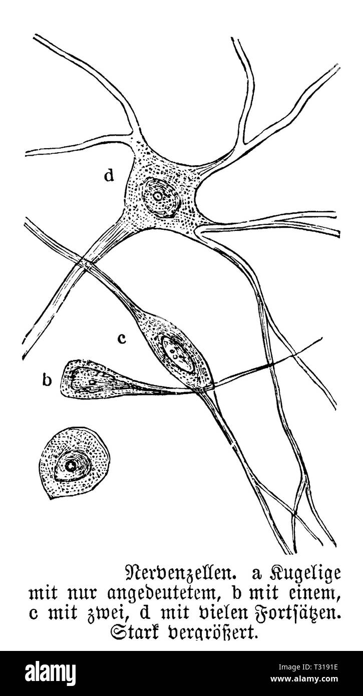 Neuron Cell Microscope Labeled