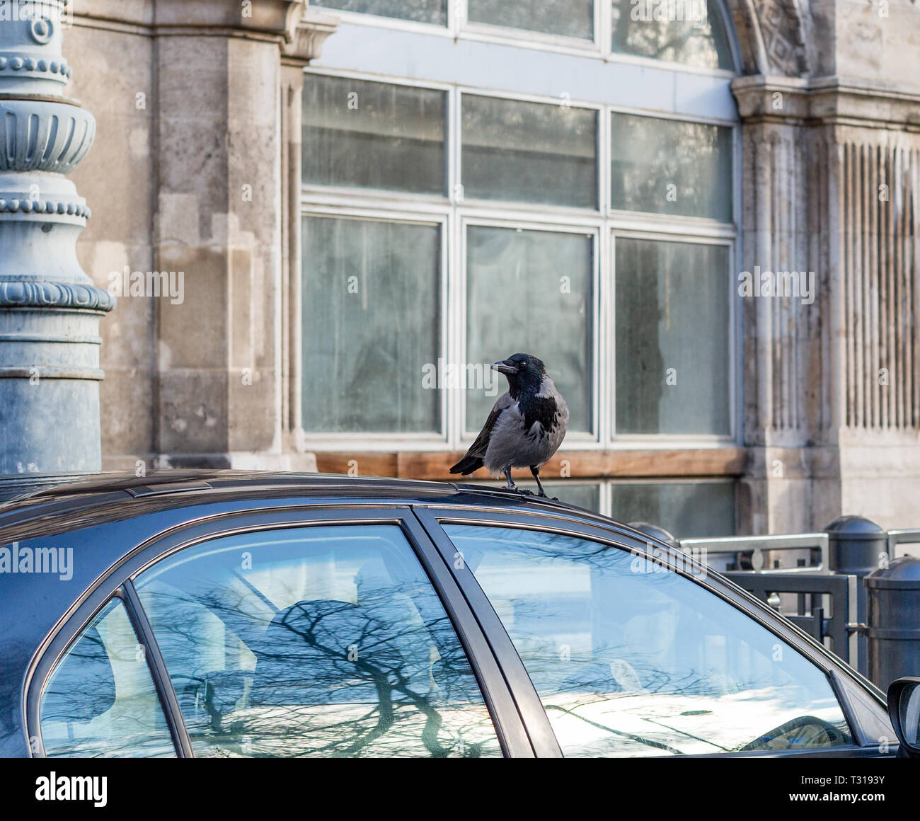 Black and grey crow sitting on car rooftop in urban area. Crow damaged ...