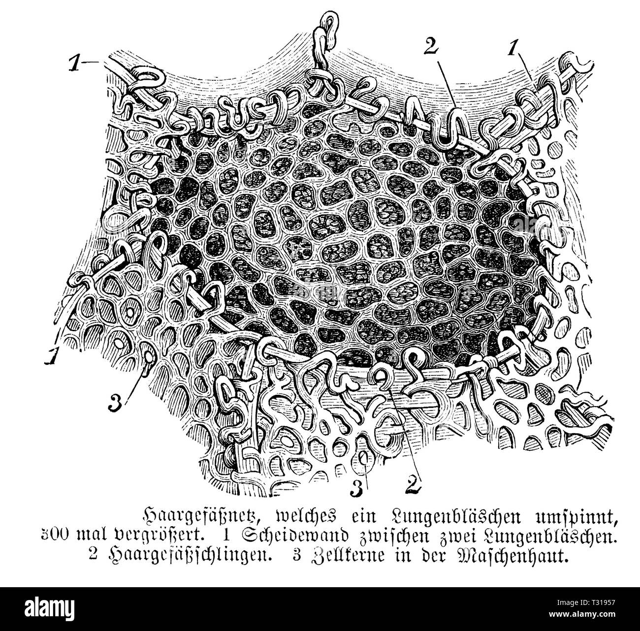 Humain hair hi-res stock photography and images - Alamy