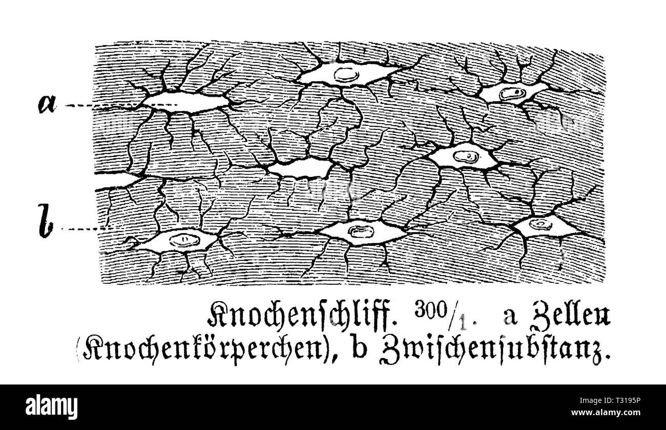 Bone Historical Anatomy Drawing High Resolution Stock Photography and ...