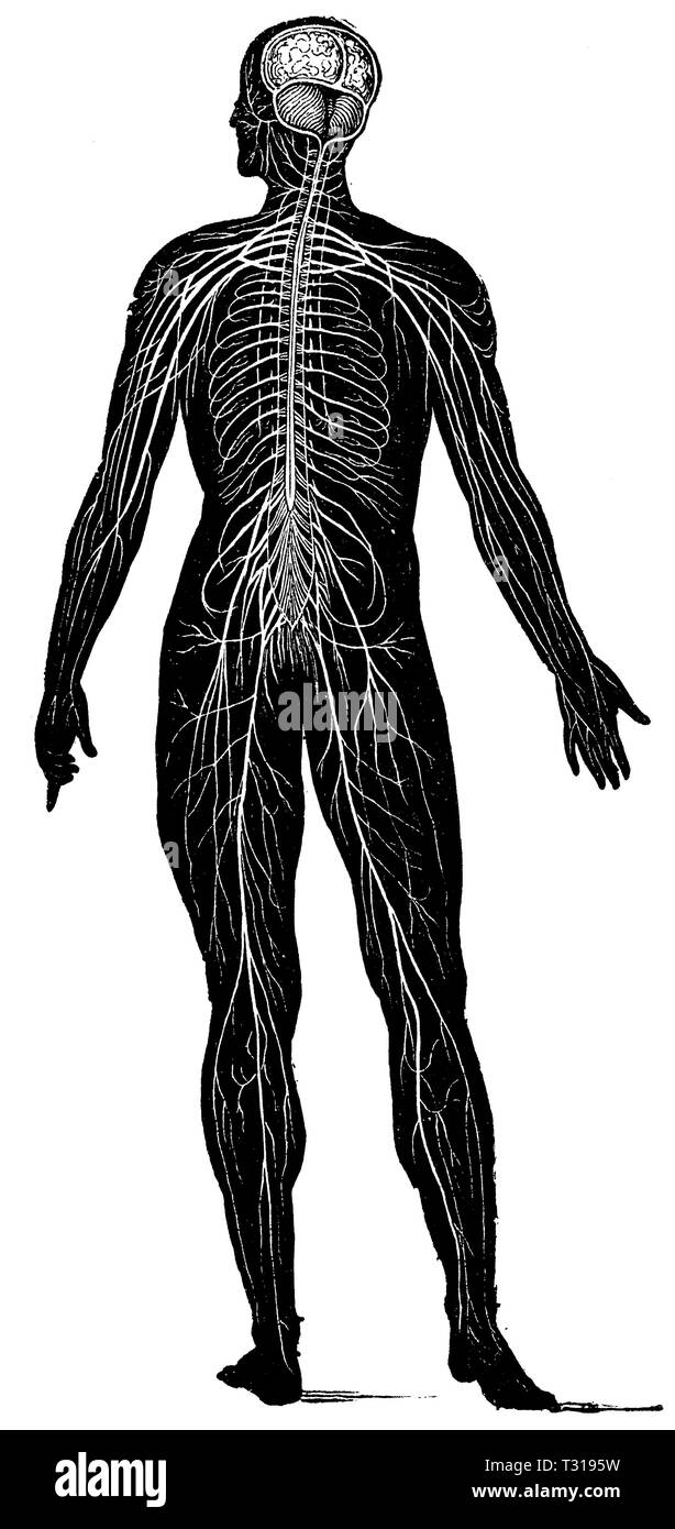 Ramifications hi-res stock photography and images - Alamy