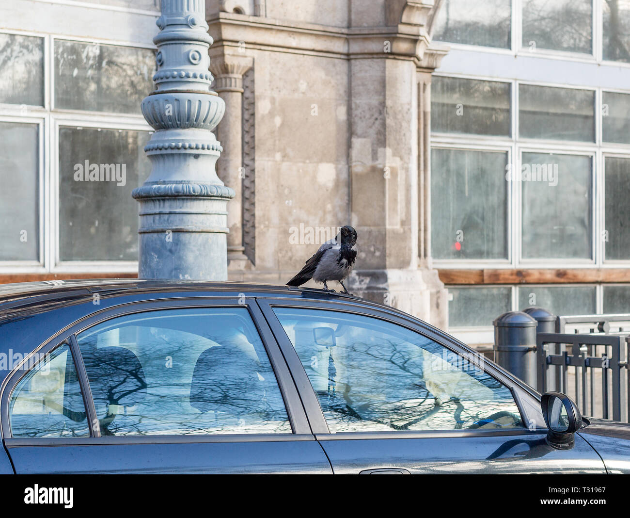 Black and grey crow sitting on car rooftop in urban area. Crow damaged ...