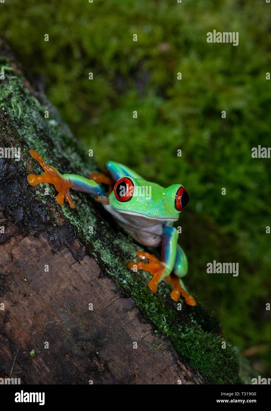 Red Eyed Tree Frog: Agalychnis callidryas Stock Photo - Alamy