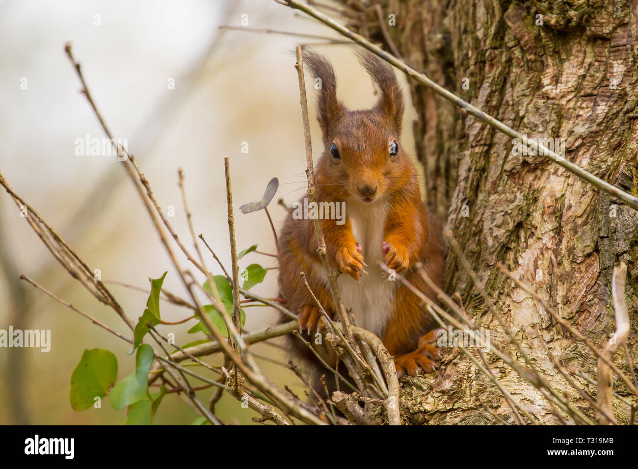 Red squirrels isolated uk hi-res stock photography and images - Alamy