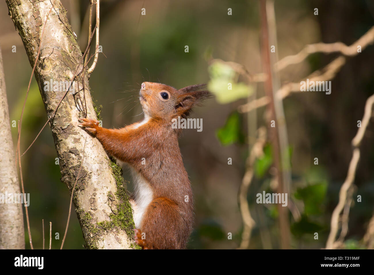 Red squirrels tree hi-res stock photography and images - Alamy