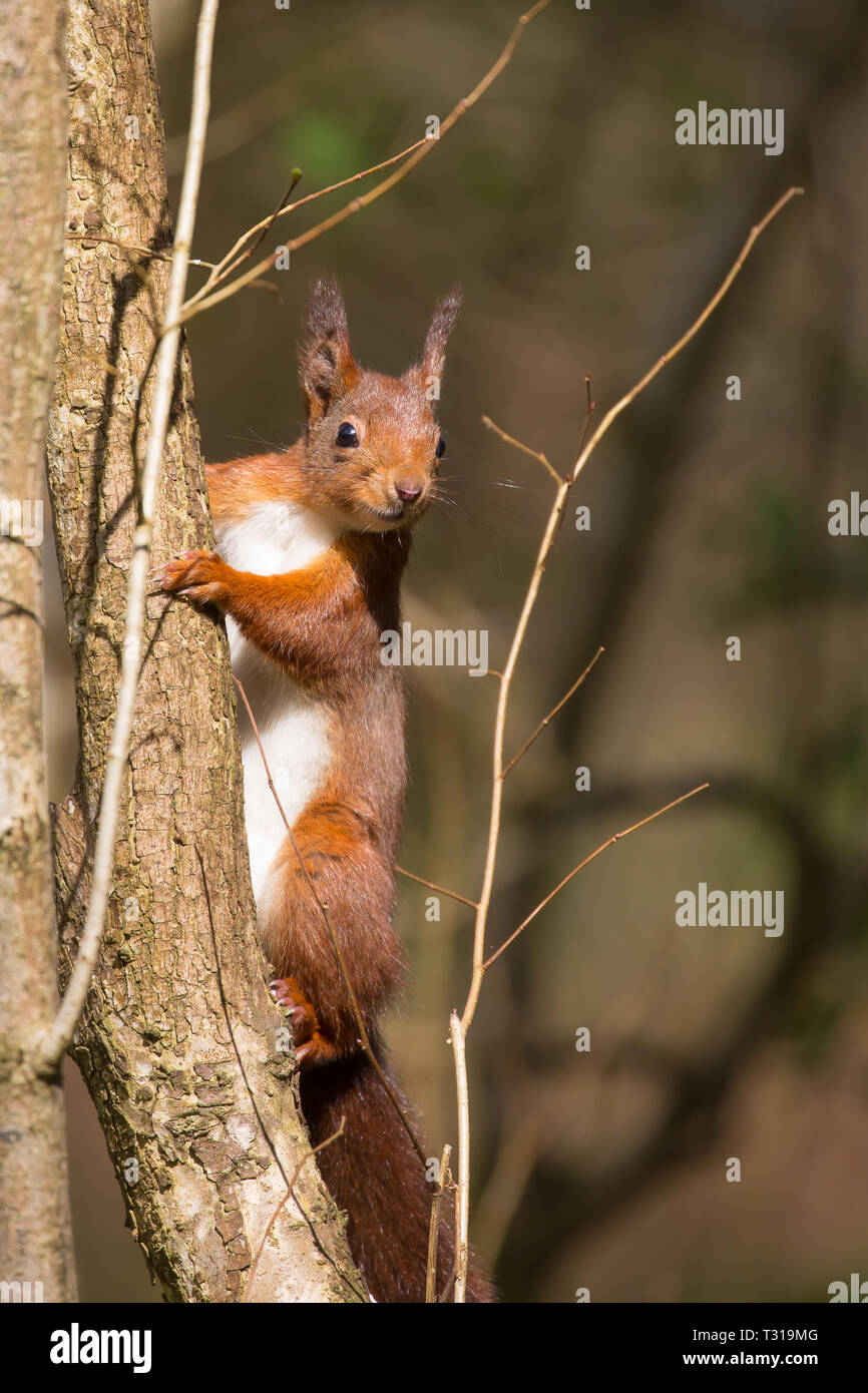 Detailed, close, front view of wild red squirrel (Sciurus vulgaris) in ...