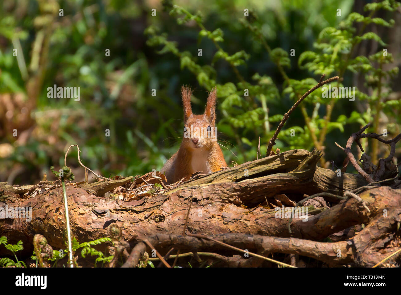 Front view close up, cute wild, UK red squirrel animal (Sciurus ...