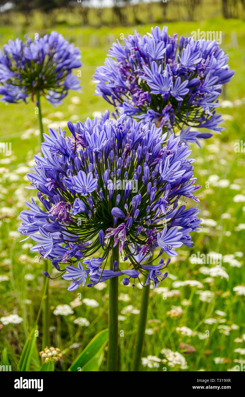 Violet lily hi-res stock photography and images - Alamy