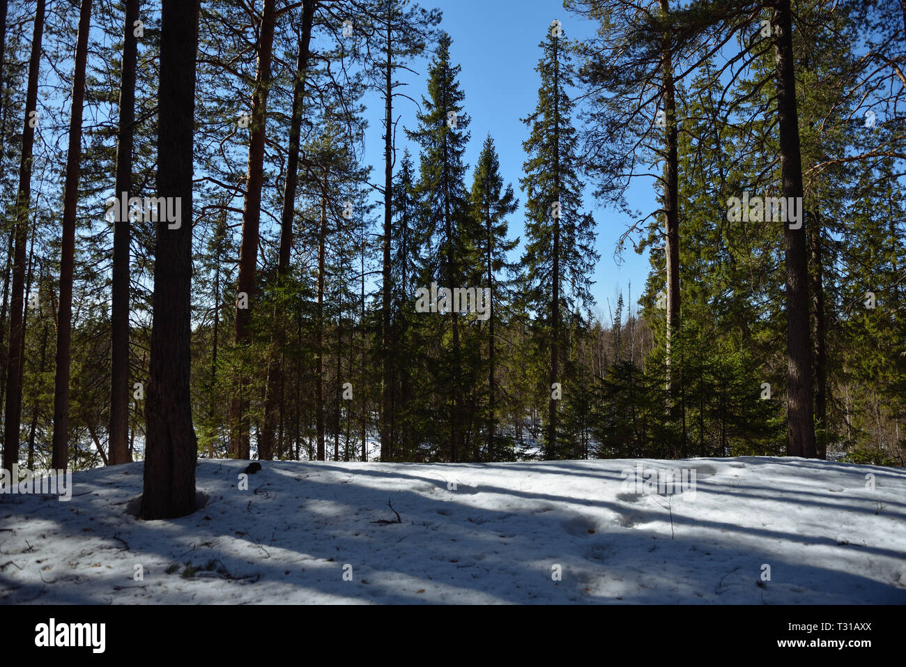 Taiga Spring
