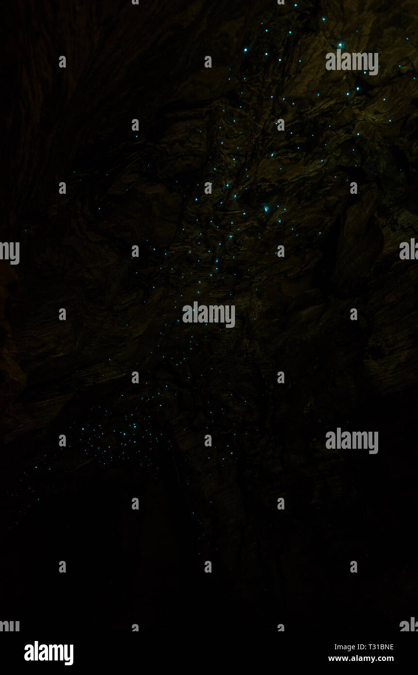 Bioluminiscent Glow Worms shining in Waipu Caves, Northland, North ...