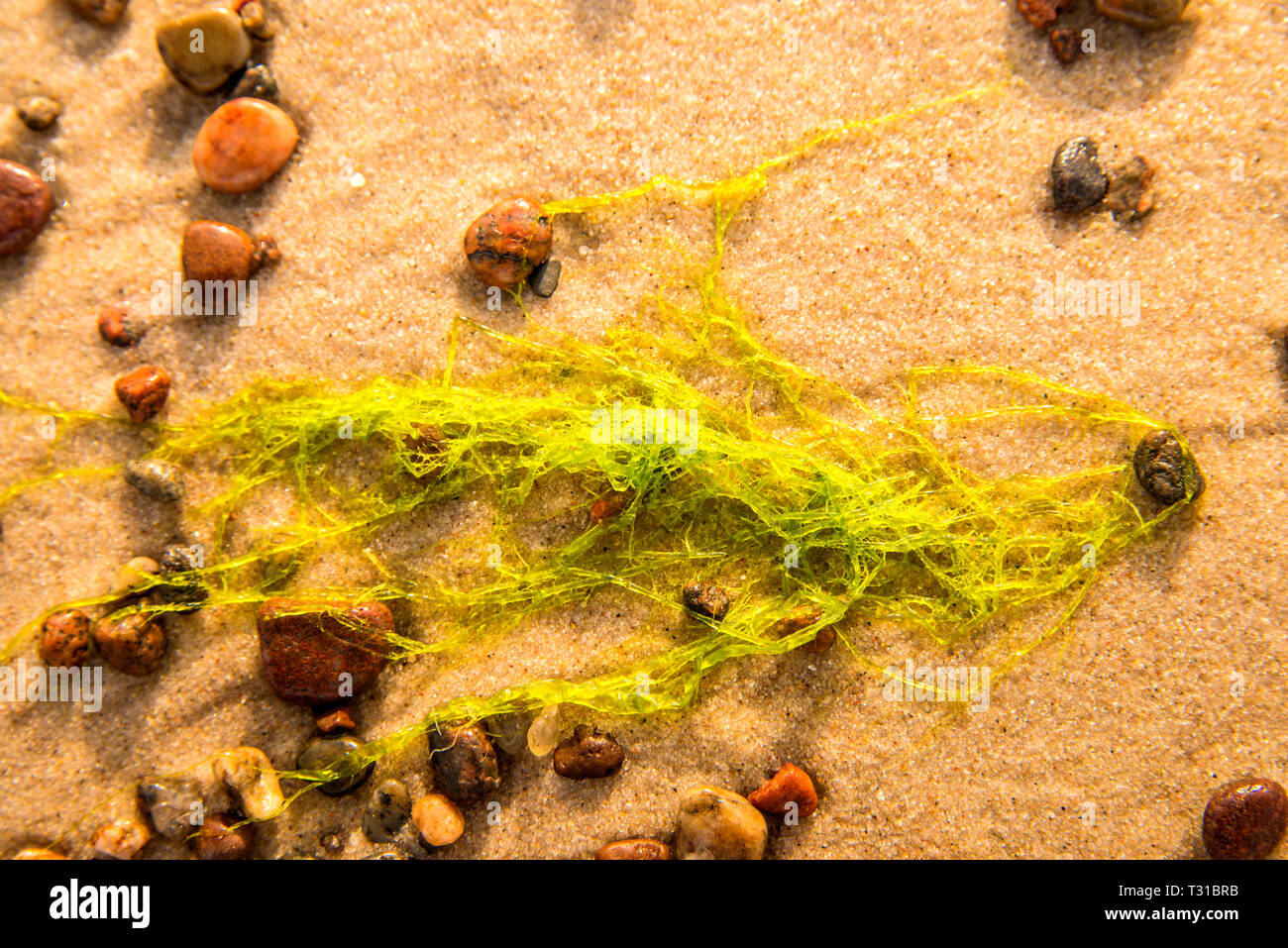Alga on the beach hi-res stock photography and images - Alamy