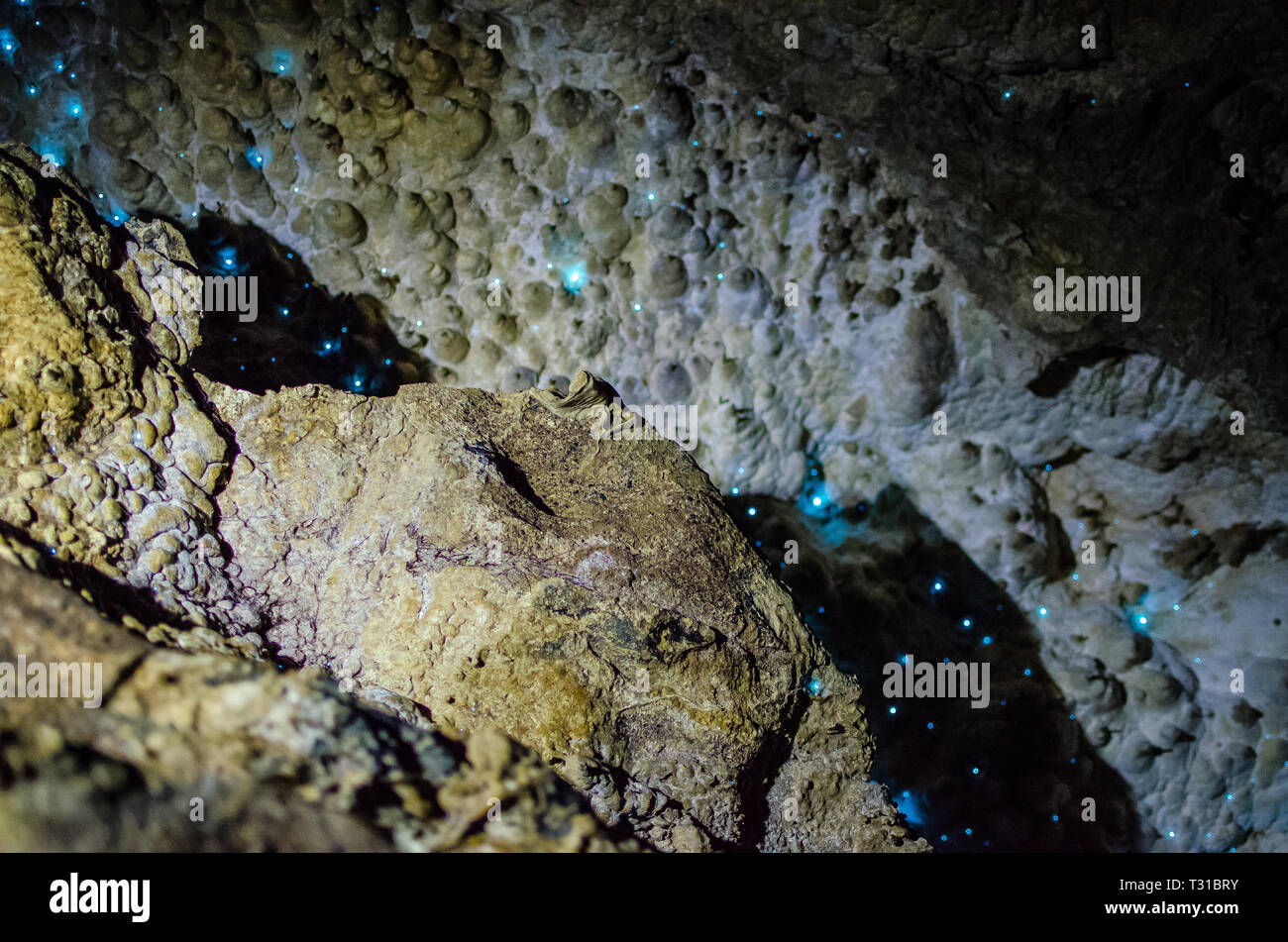 Bioluminiscent Glow Worms shining in Abbey Caves, Northland, North ...