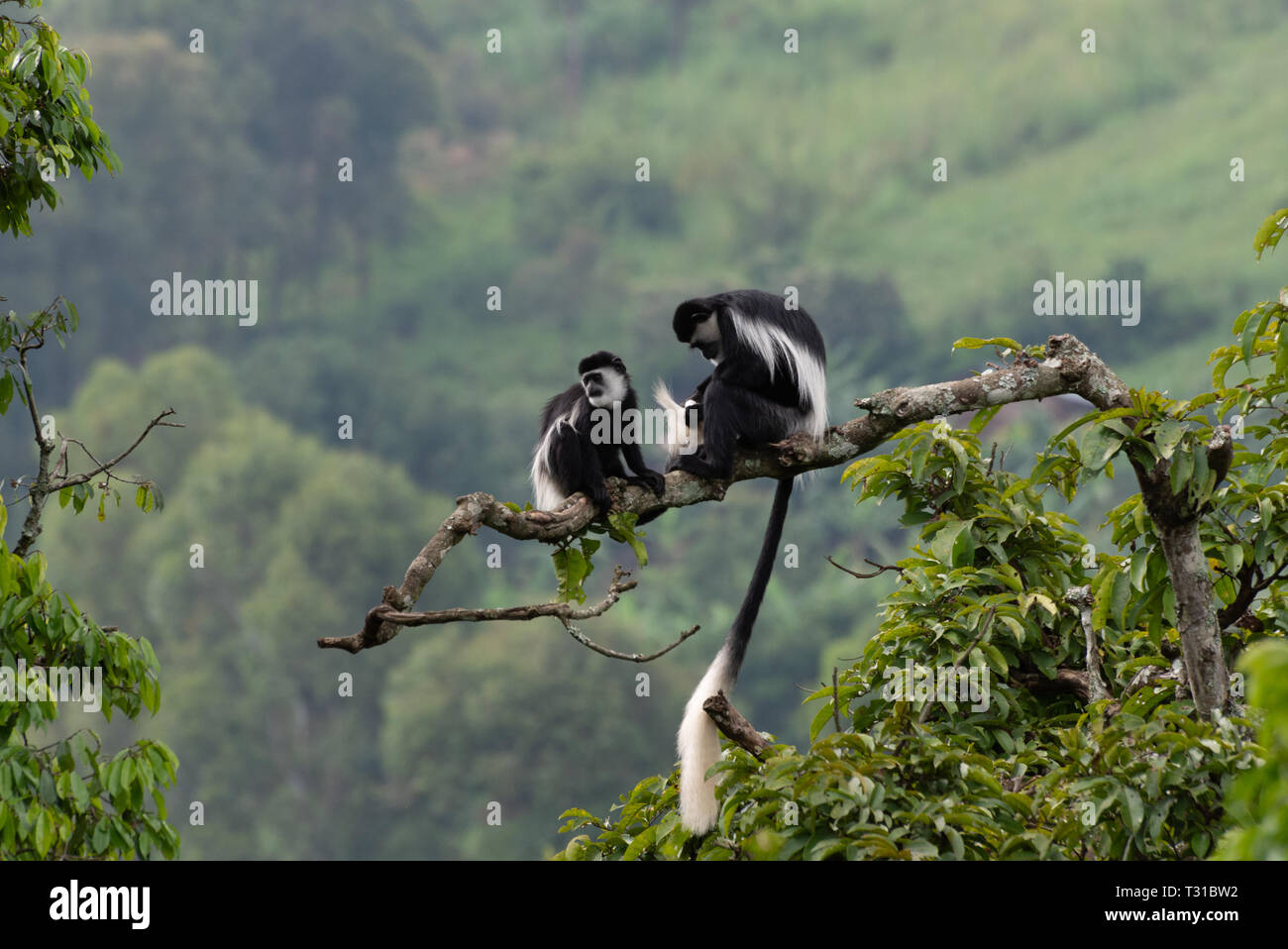 Monkeys of uganda hi-res stock photography and images - Alamy