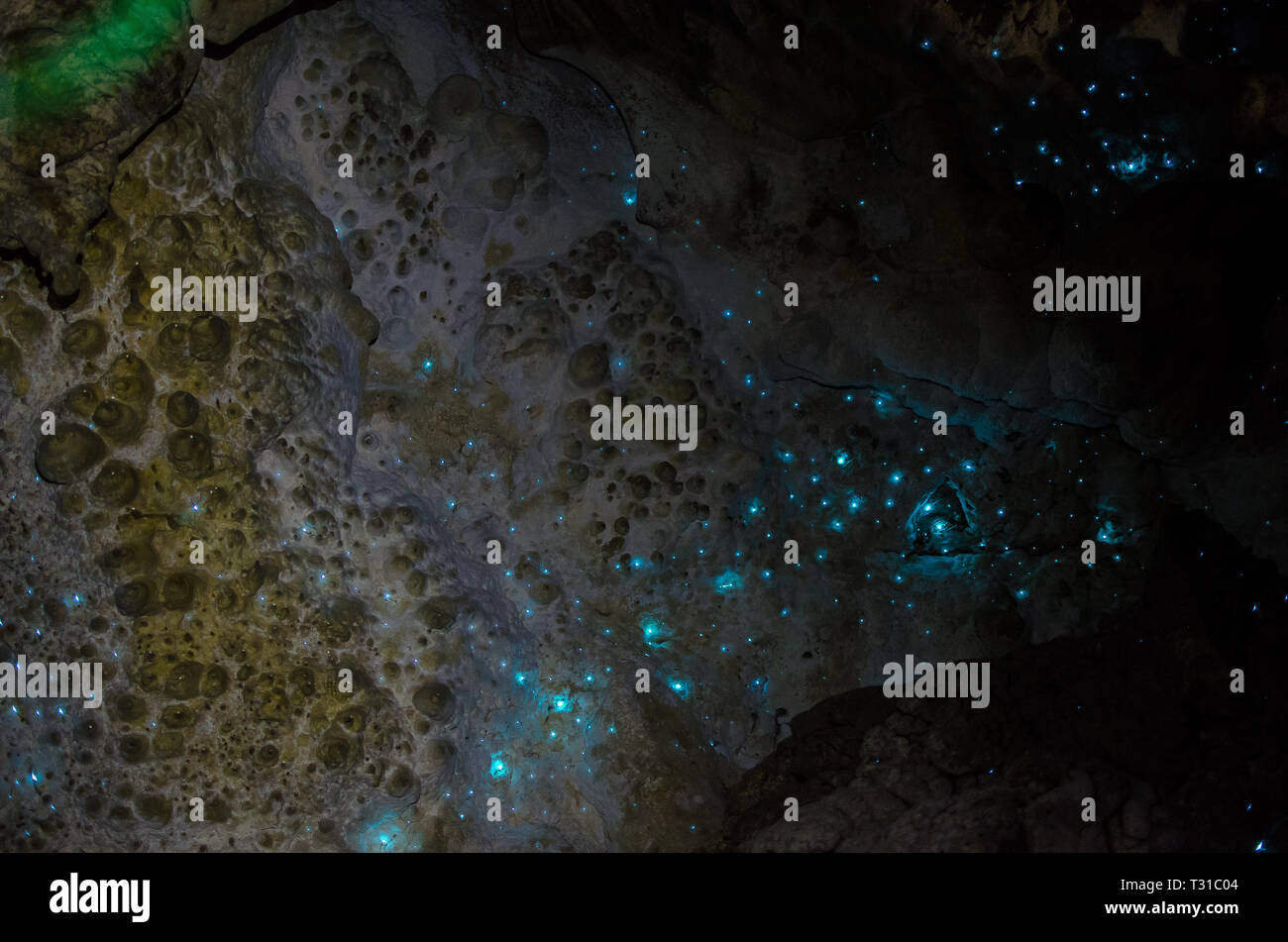 Bioluminiscent Glow Worms shining in Abbey Caves, Northland, North ...