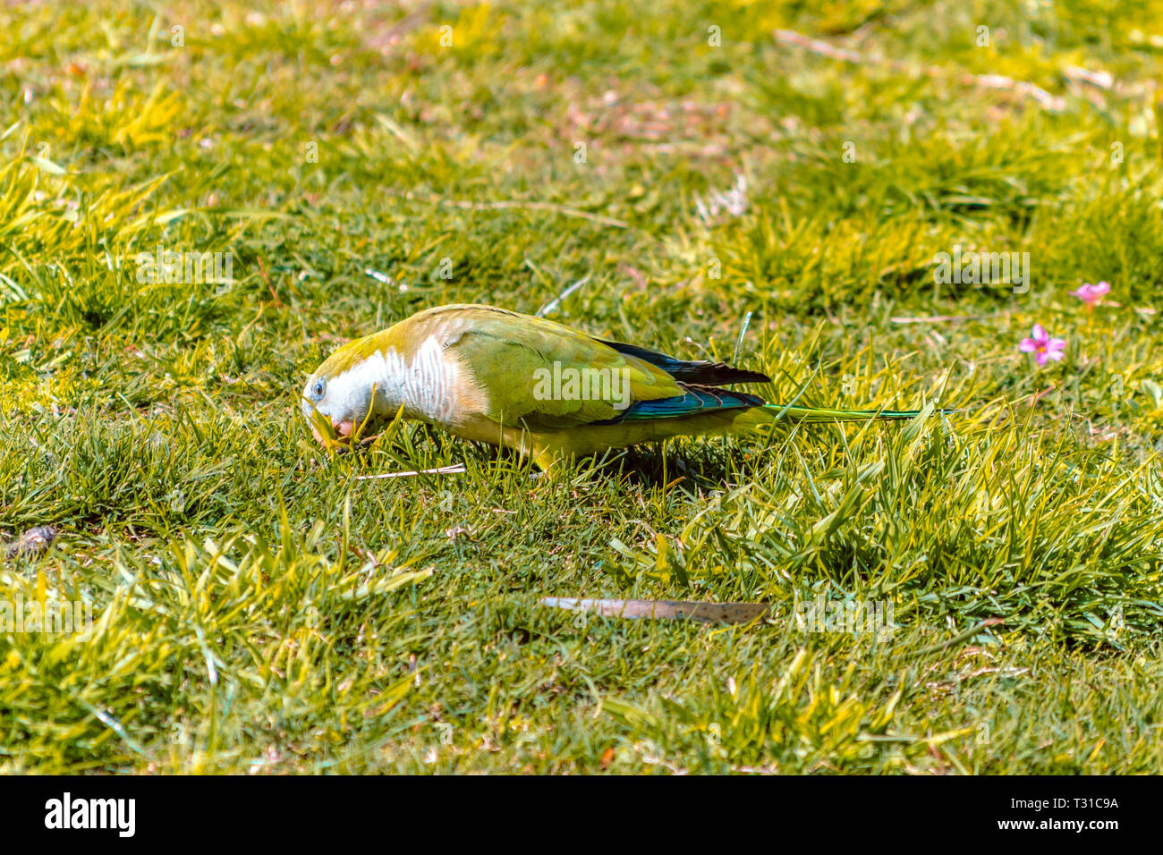 Total bird hi-res stock photography and images - Alamy