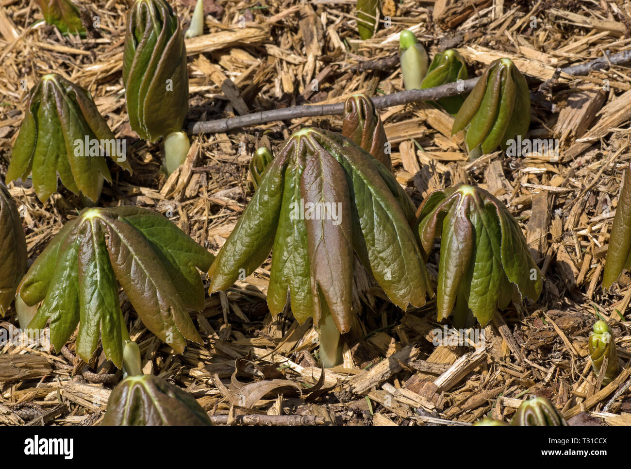 Mayapples emerging in the late afternoon sun. Also known as Podophyllum ...
