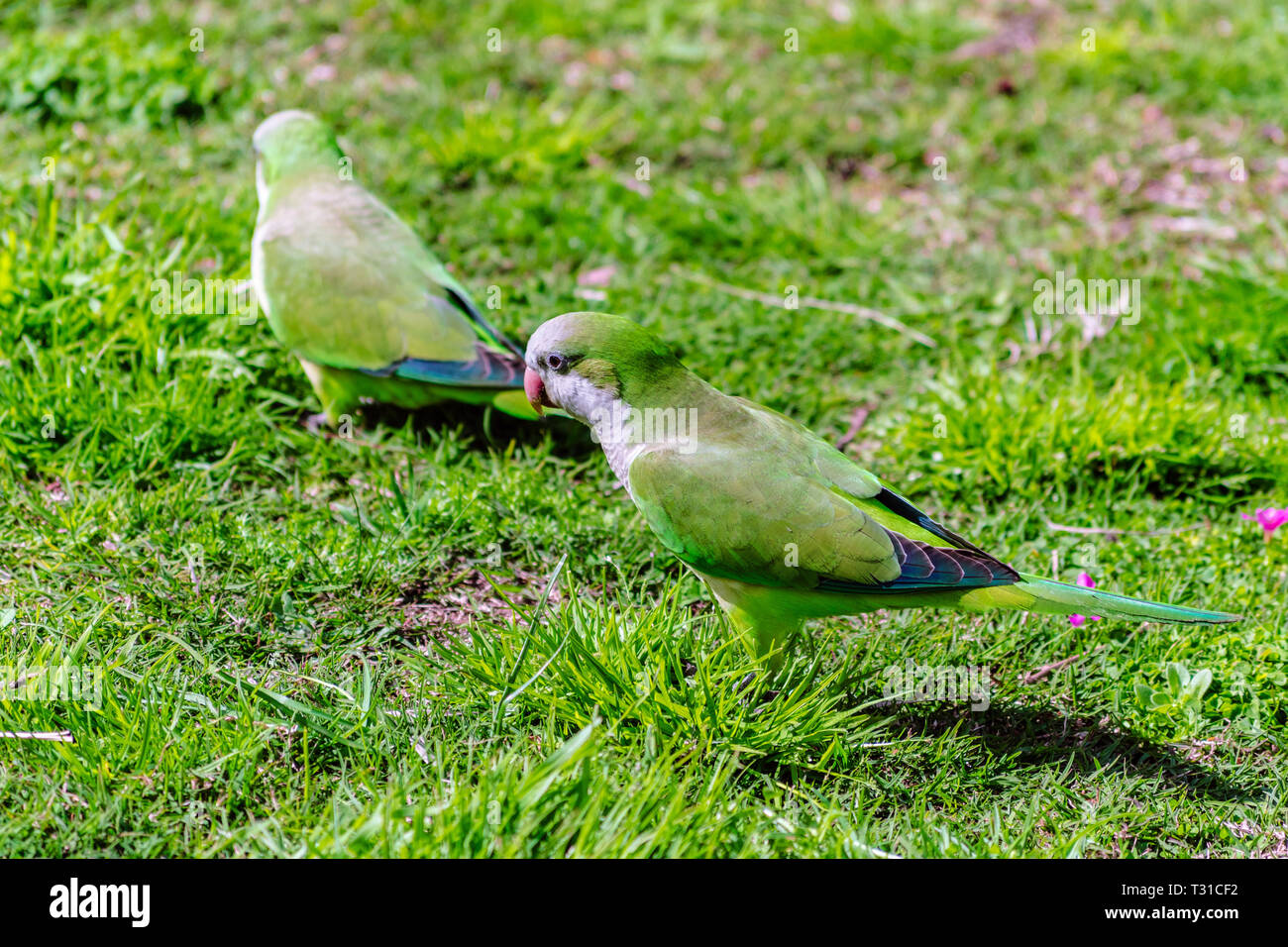 Photograph of bird of paradise hi-res stock photography and images - Alamy