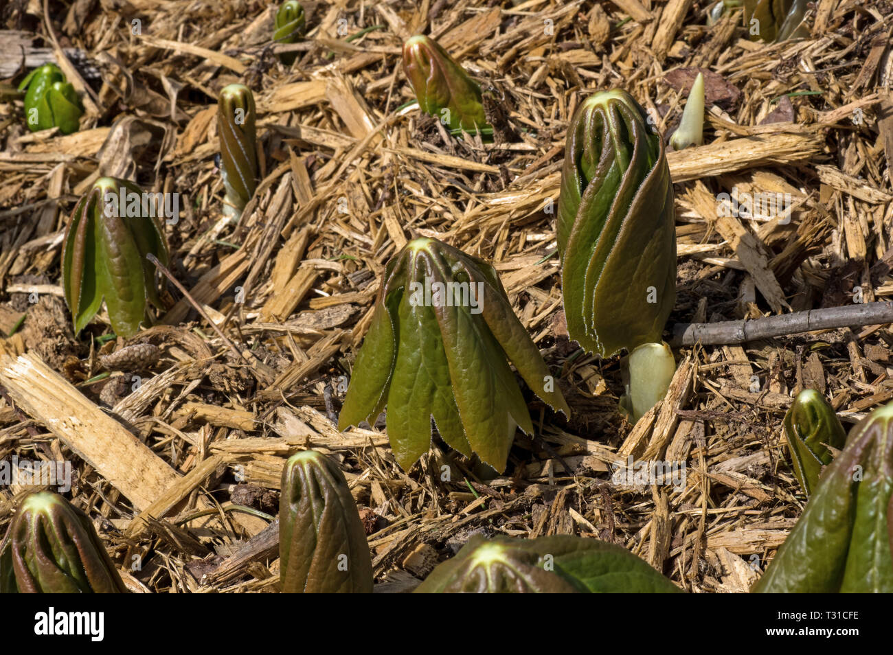 Mayapples emerging in the late afternoon sun. Also known as Podophyllum ...