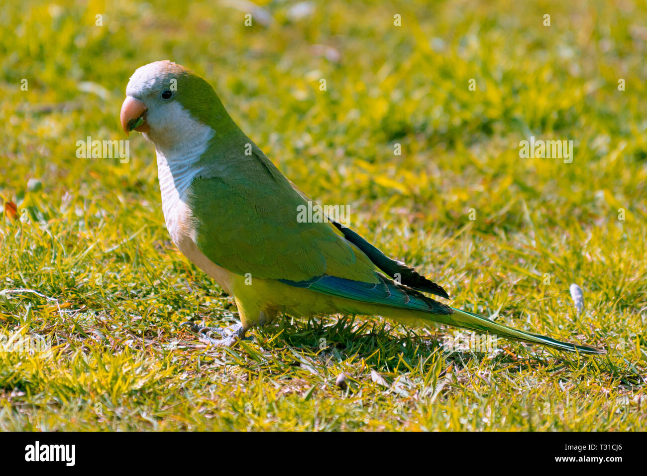 Total Bird High Resolution Stock Photography and Images - Alamy
