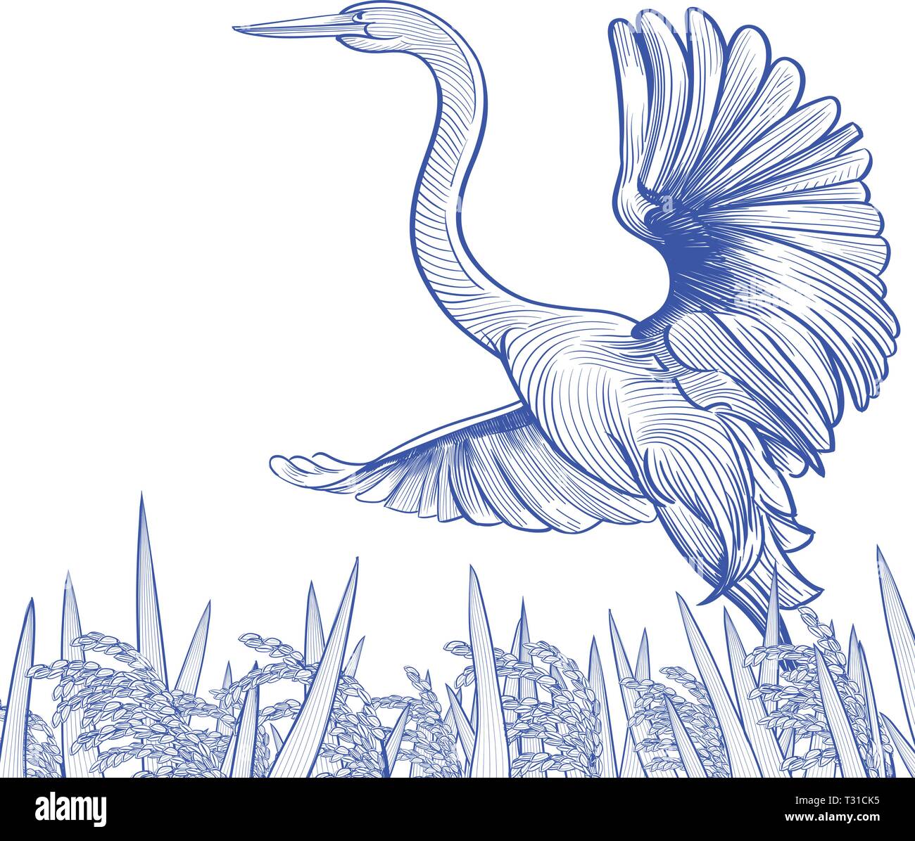 Egret bird taking flight from a field of rice stalks. Good for a ...