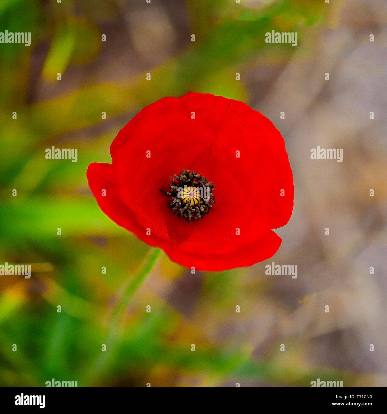Poppy flower head hi-res stock photography and images - Alamy