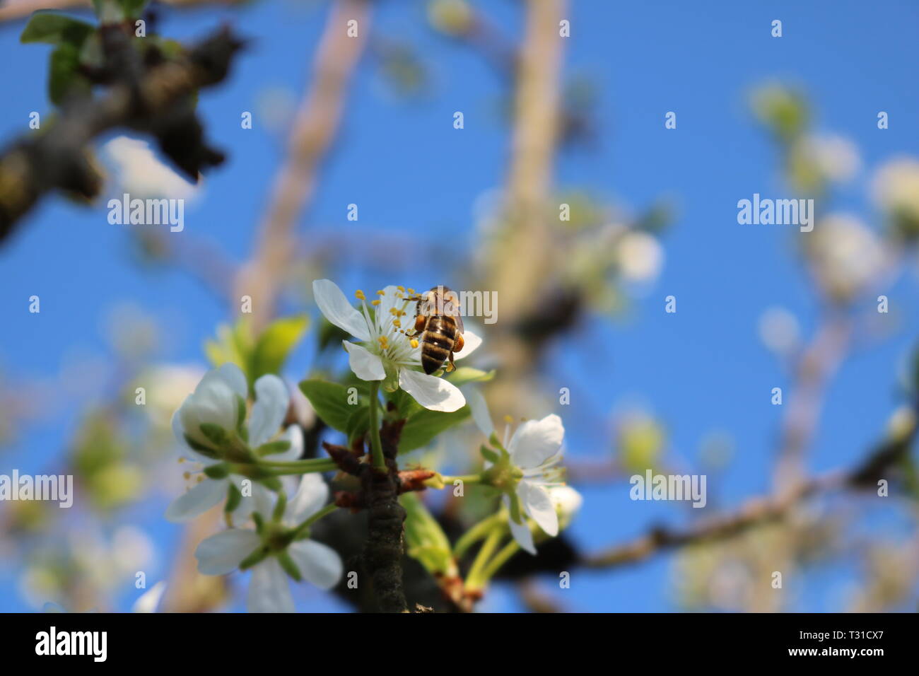Bee came to flower Stock Photo - Alamy