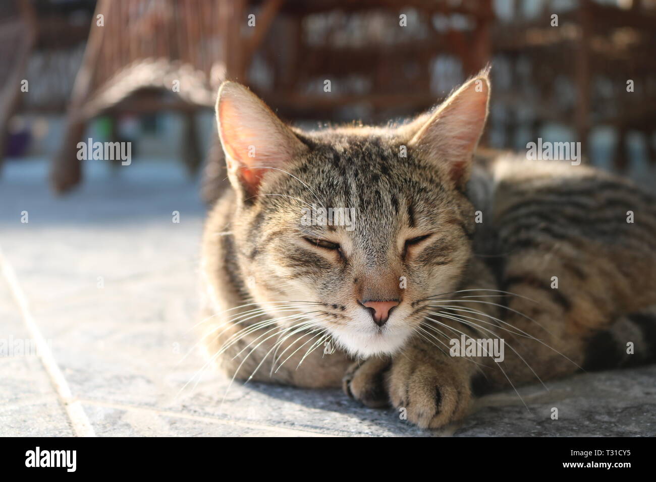 Summer time kitty hi-res stock photography and images - Alamy