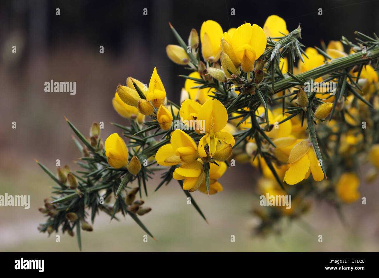 Gorse thorns hi-res stock photography and images - Alamy