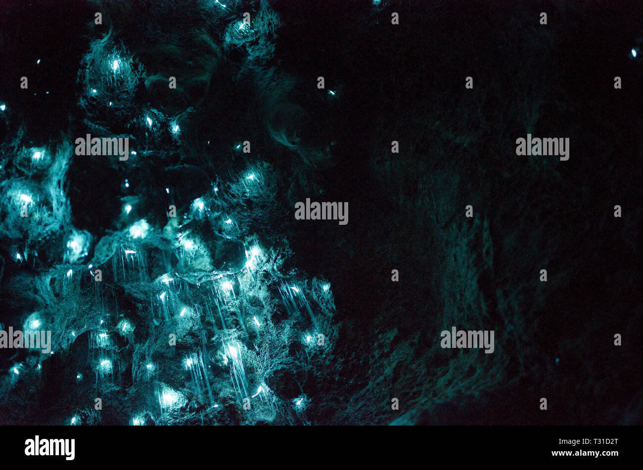 Glow worm waipu cave hi-res stock photography and images - Alamy