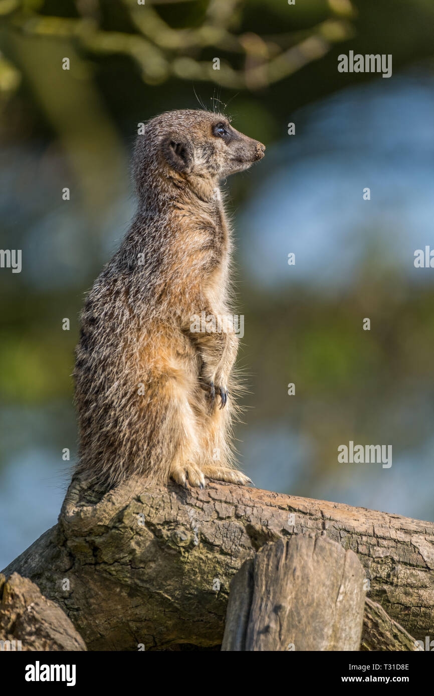 Meerkat standing on patrol looking out for predators Stock Photo - Alamy