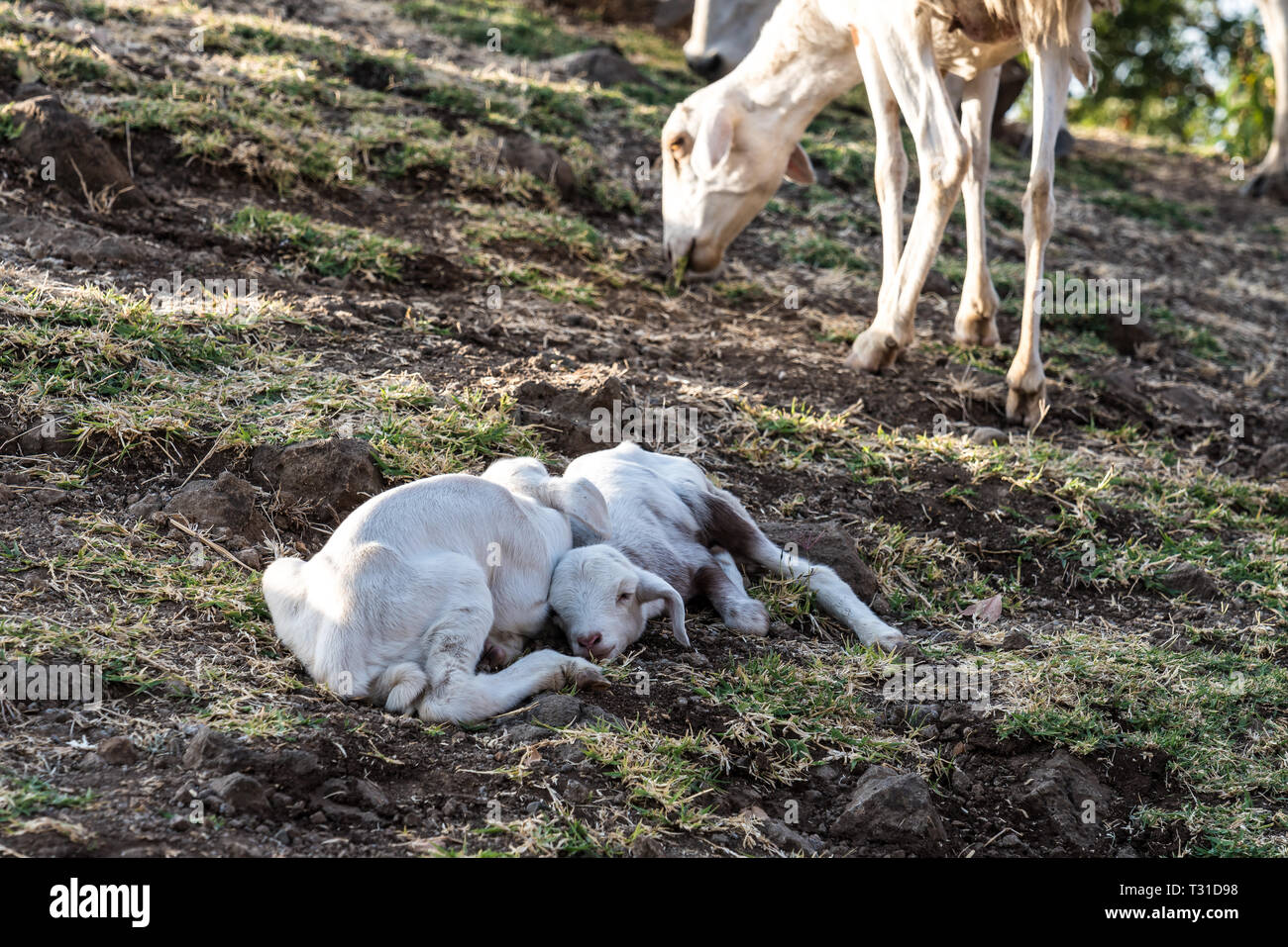 Goats in Ethiopia near the Blue Nile falls, Tis-Isat Falls in Amara ...