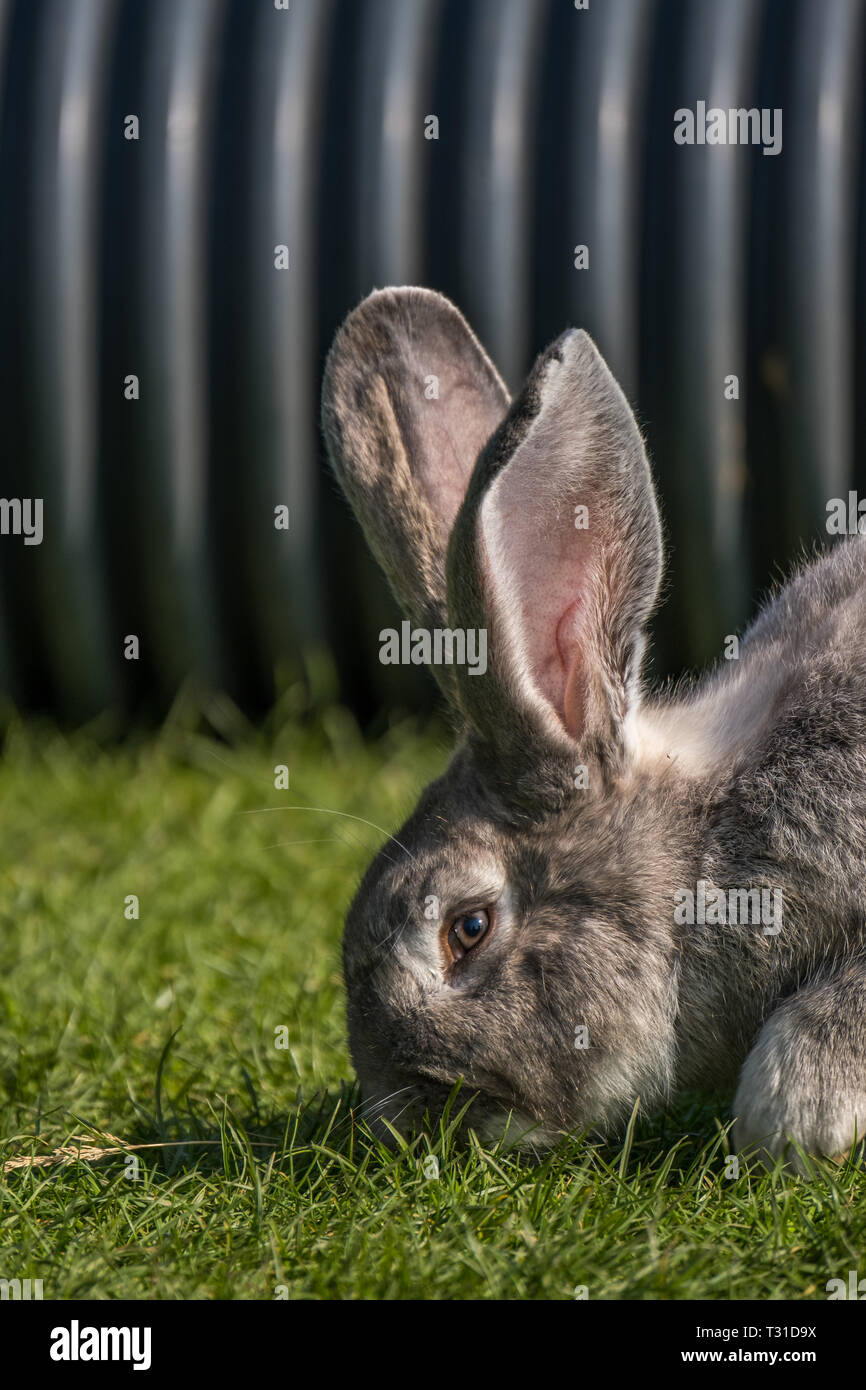 Flemish giant rabbit hi-res stock photography and images - Alamy