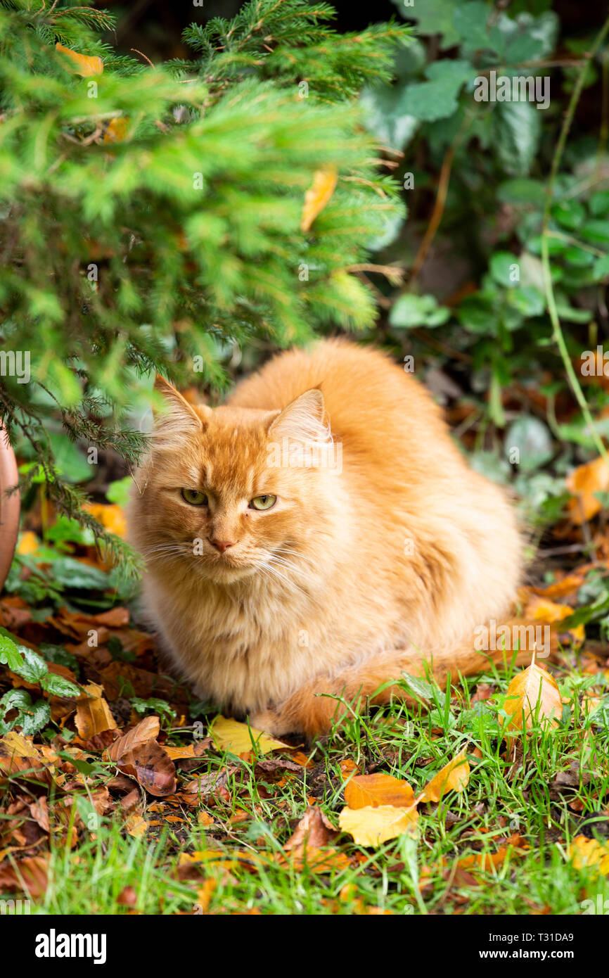 Ginger cat outside Stock Photo - Alamy