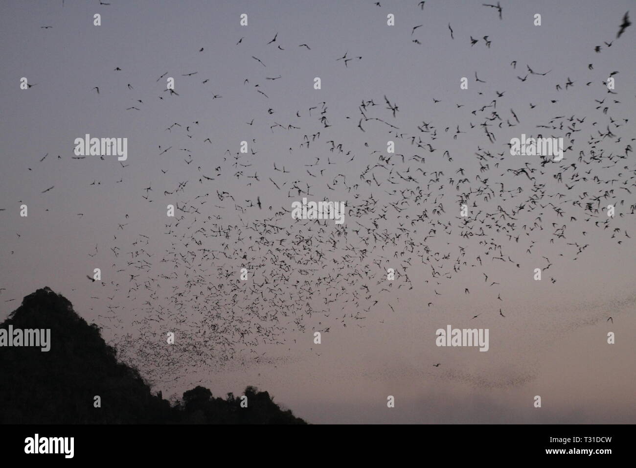 Hpa An (Hpa-An) Cave, Myanmar: Countless Bats swarming out in the ...
