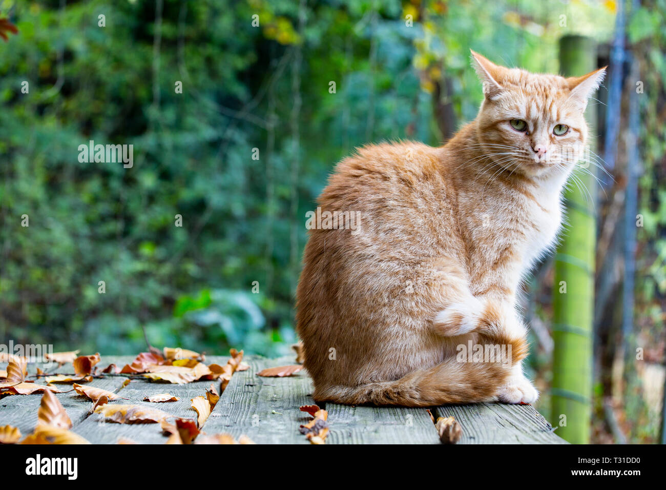 Small ginger cat sitting on a bench Stock Photo - Alamy