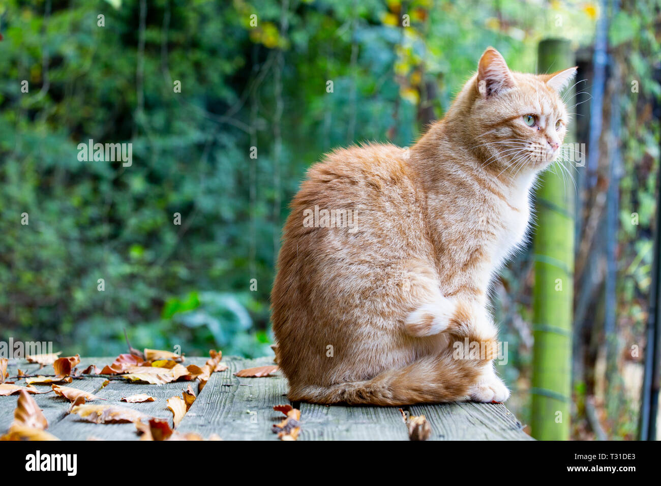 Small ginger cat sitting on a bench Stock Photo - Alamy
