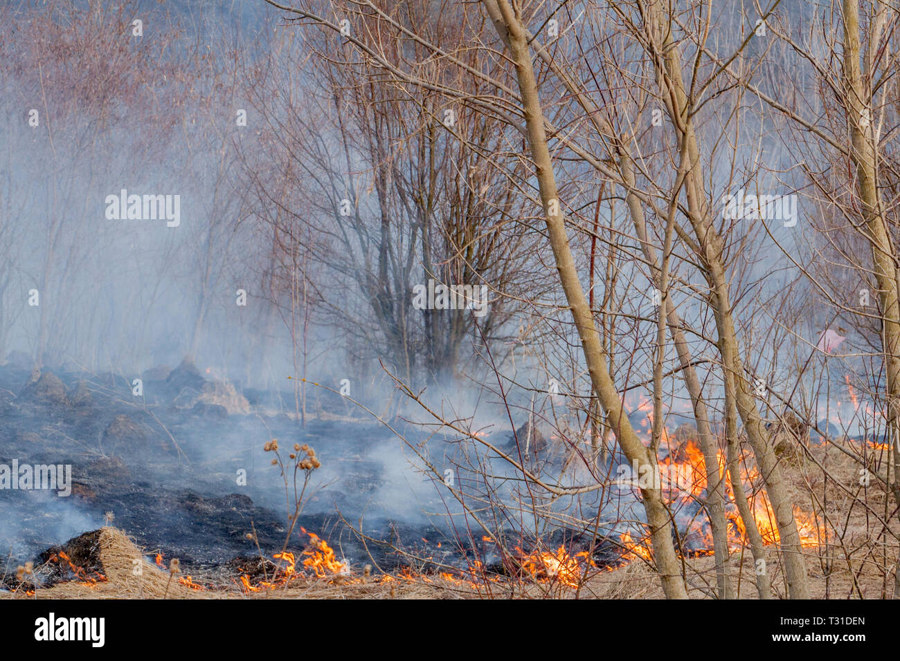 A strong fire spreads in gusts of wind through dry grass, smoking dry ...