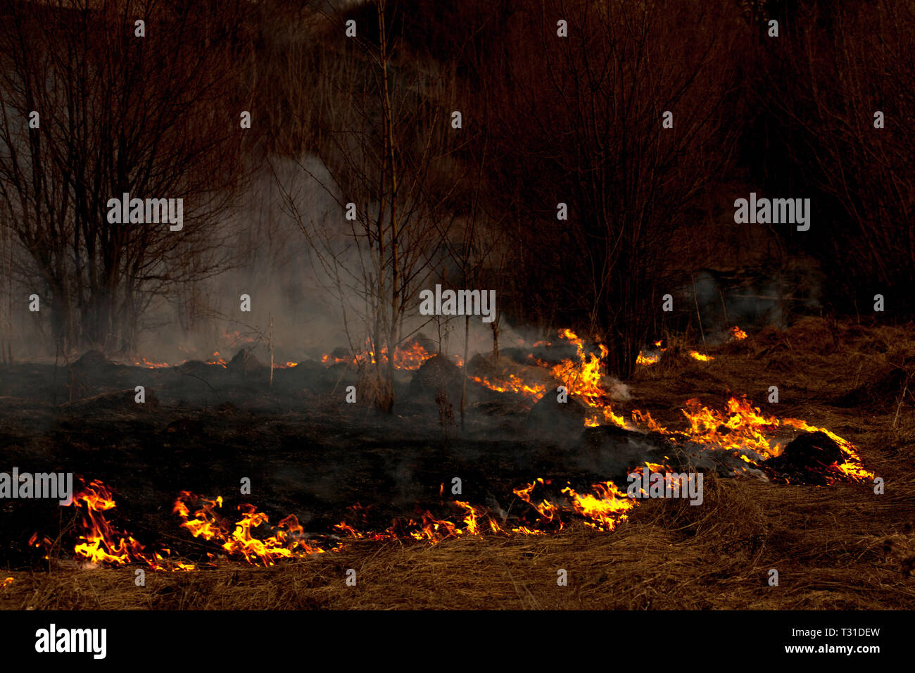 A strong fire spreads in gusts of wind through dry grass, smoking dry ...