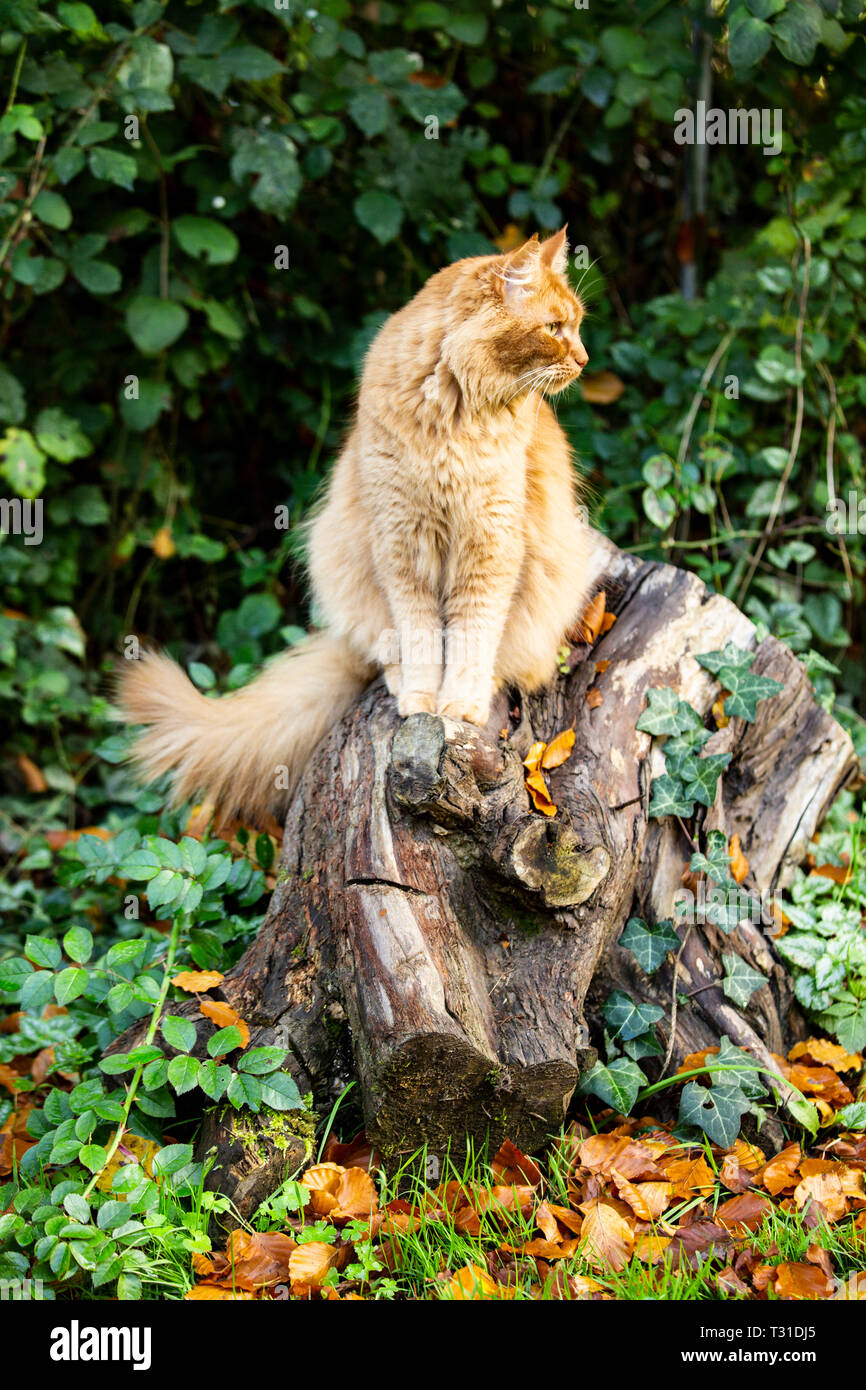 Ginger cat in leaves hi-res stock photography and images - Alamy