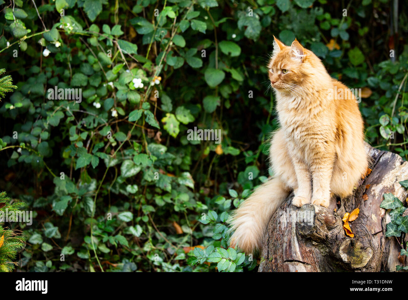 Ginger cat outdoor hi-res stock photography and images - Alamy