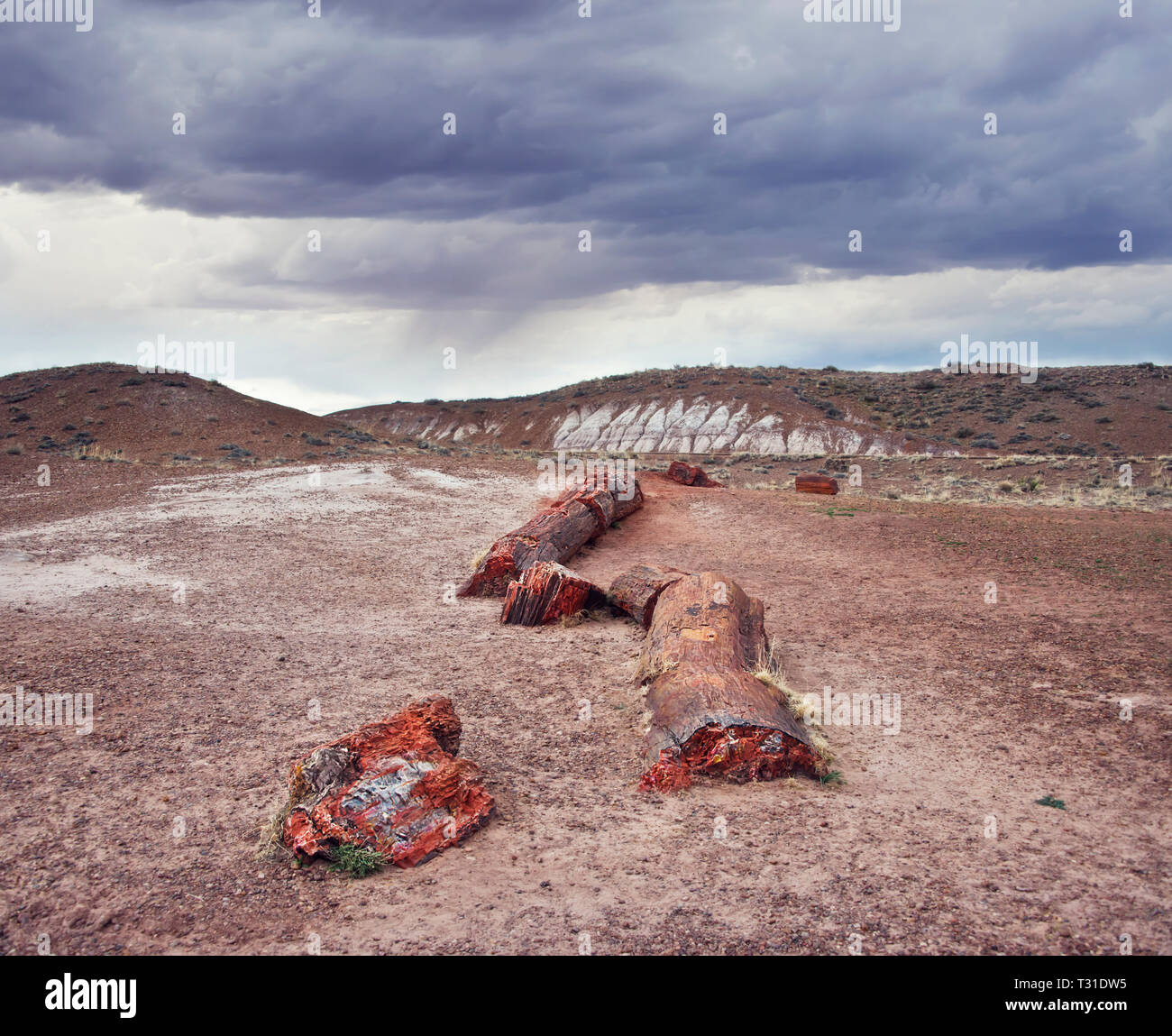 Triassic period tree hi-res stock photography and images - Alamy