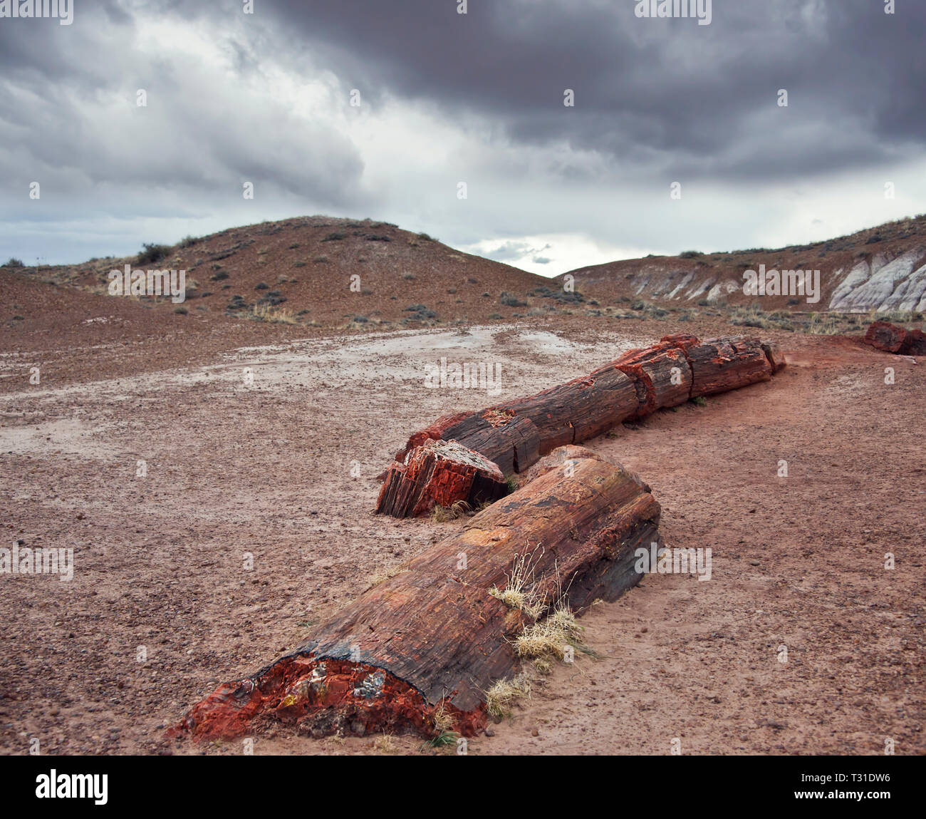 Fossilized Tree Trunks from the Triassic Period - Petrified Forest ...