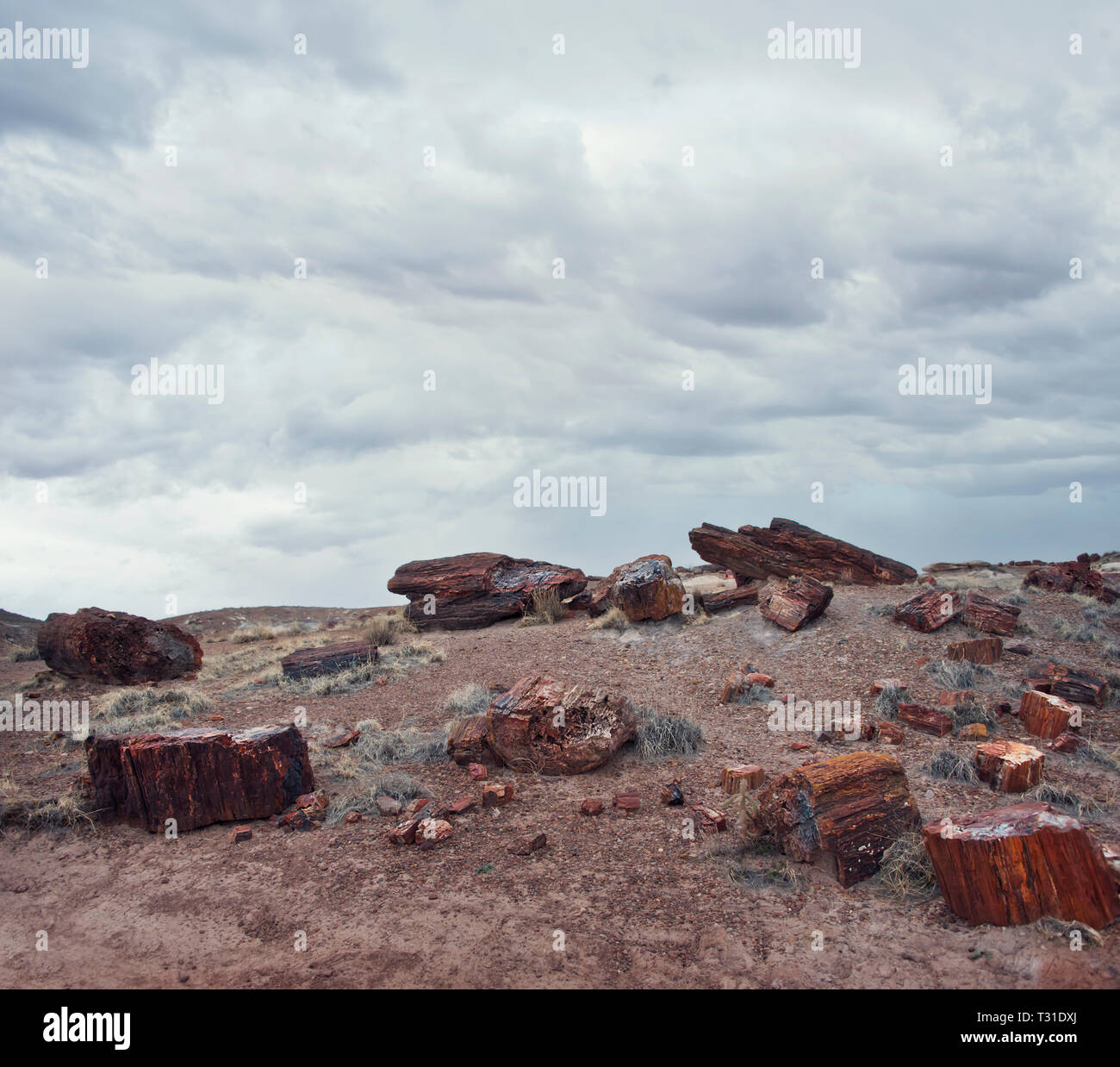 Fossilized tree trunks hi-res stock photography and images - Alamy